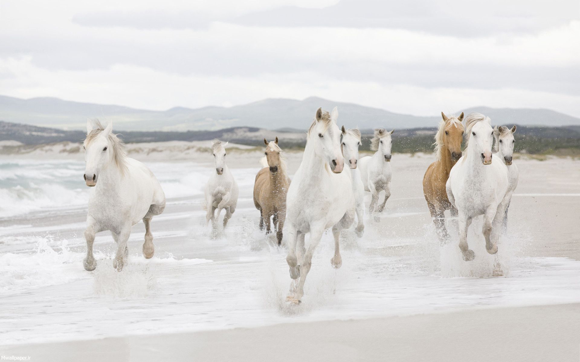 عکس اسب های سفید - اِم والپیپر