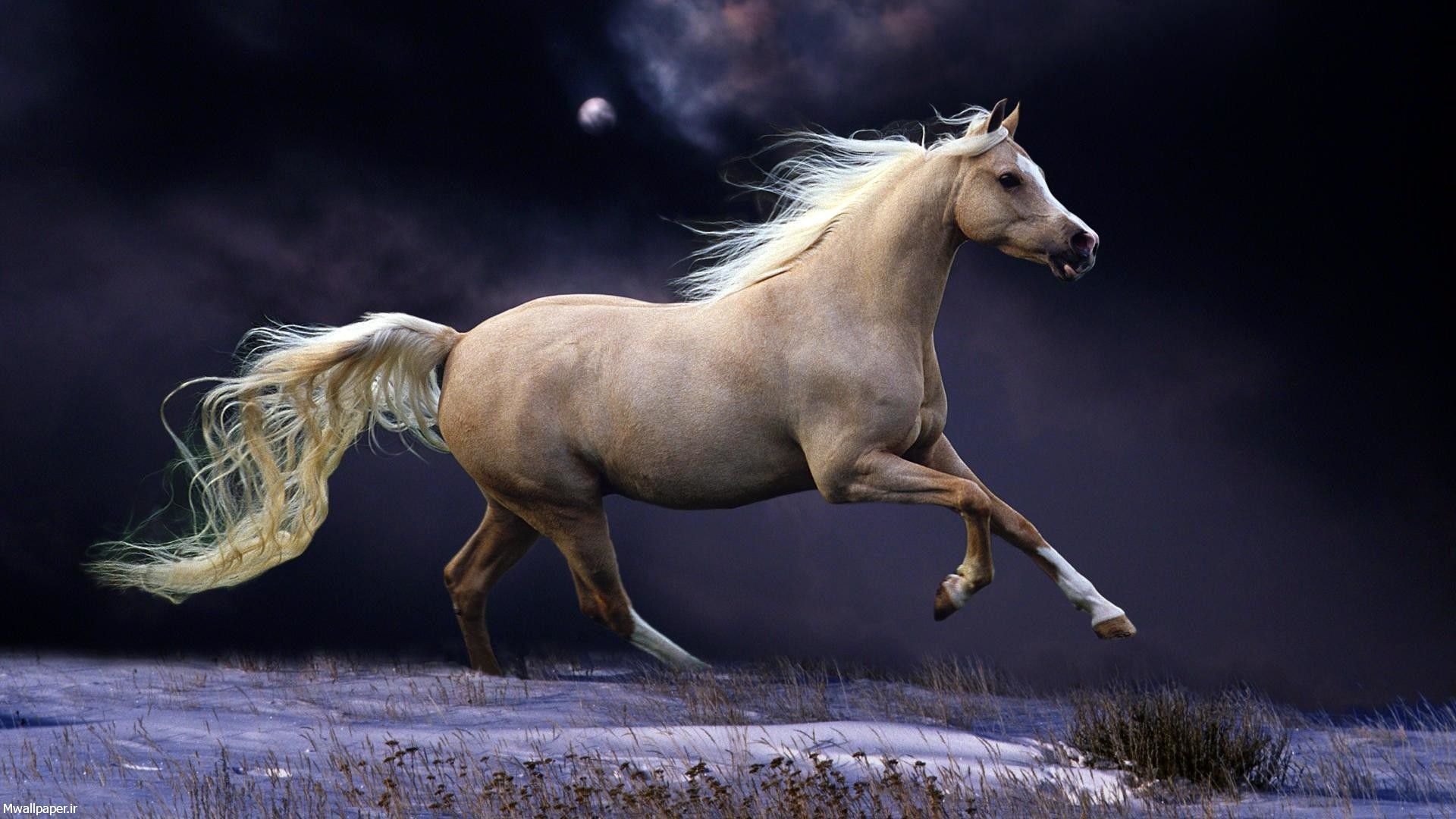 عکس اسب - اِم والپیپر
