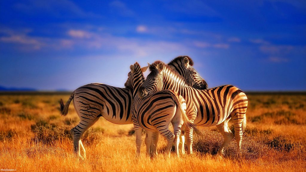 عکس گورخر | والپیپر و پس زمینه گورخر در طبیعت