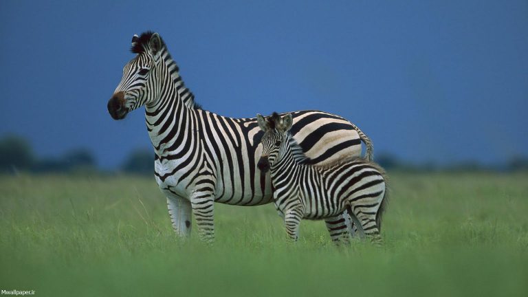 عکس گورخر | والپیپر و پس زمینه گورخر در طبیعت