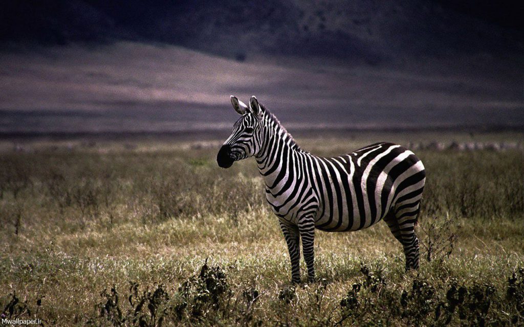 عکس گورخر | والپیپر و پس زمینه گورخر در طبیعت