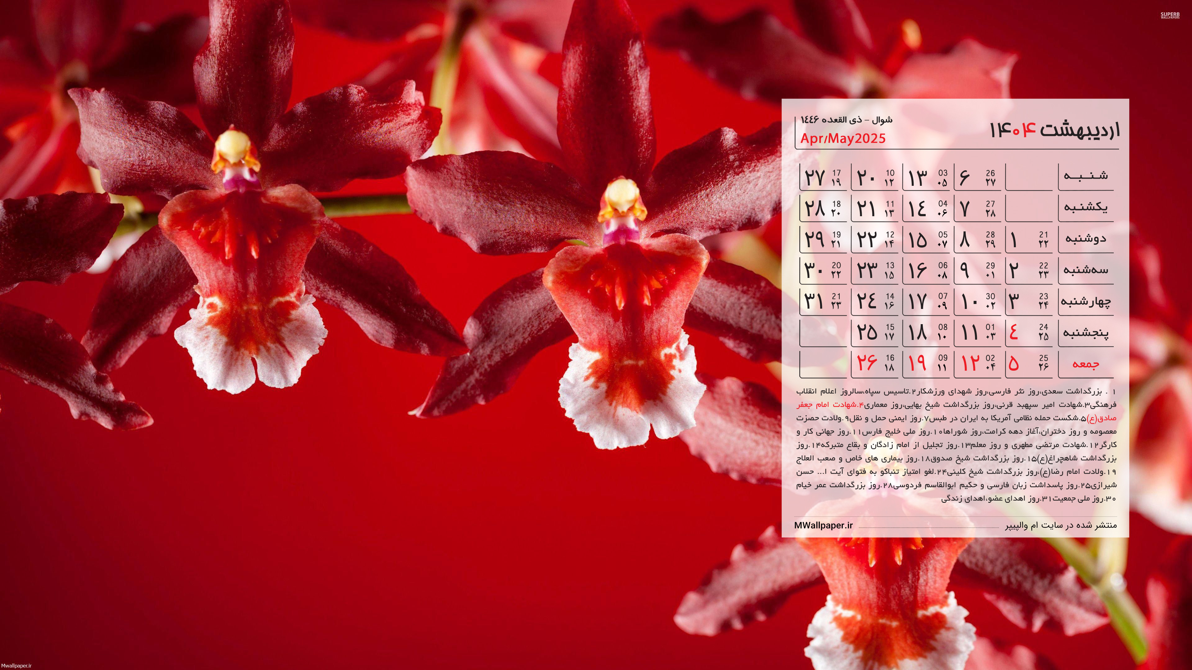 تقویم اردیبهشت 1404 با طرح پس زمینه گل ارکیده قرمز - اِم والپیپر